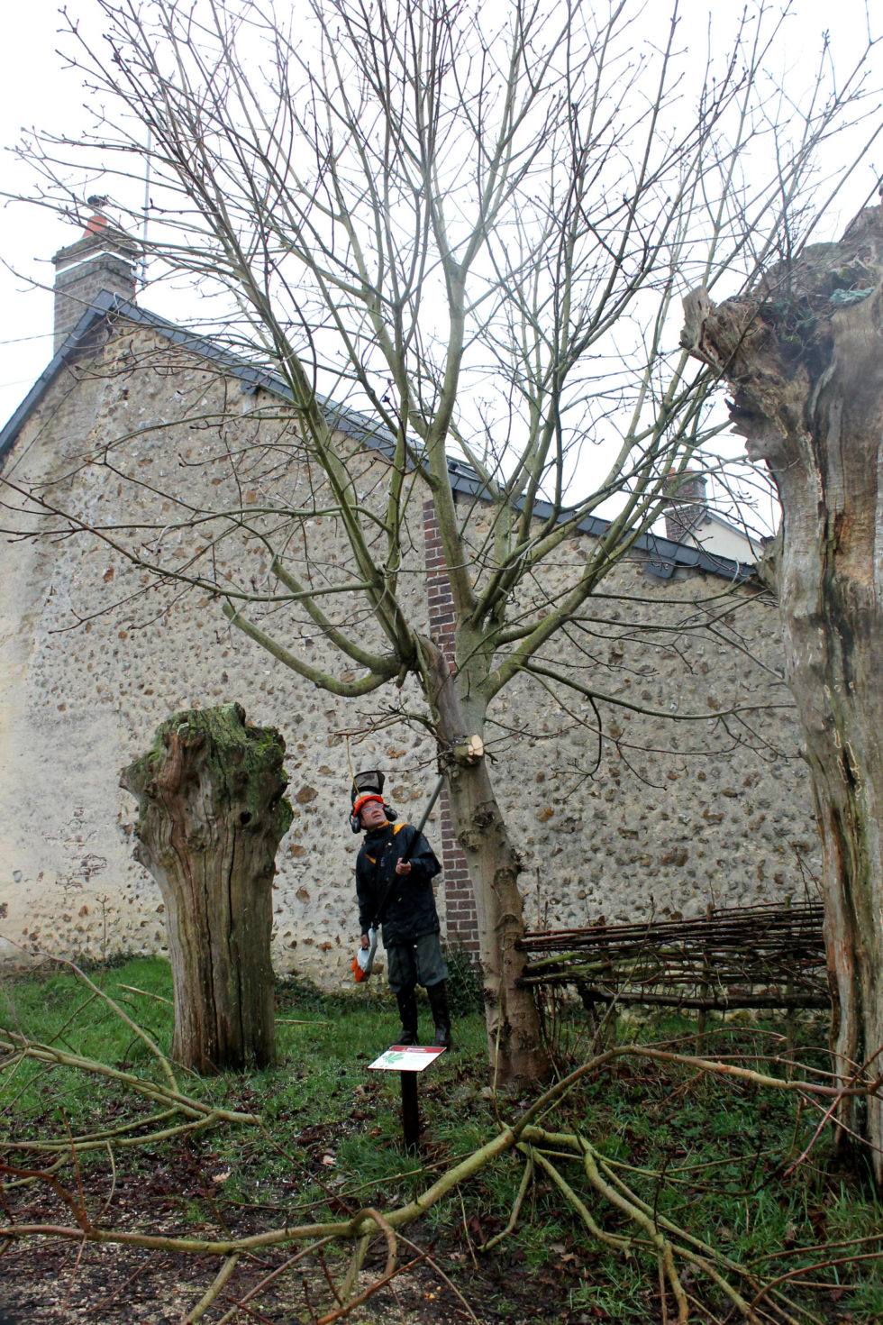 Formation plessage et trognes organisée par La Maison Botanique à ...